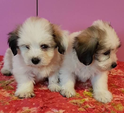 Tulearski pas – Coton de Tulear