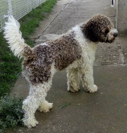 Lagotto Romagnolo, odrasli pas