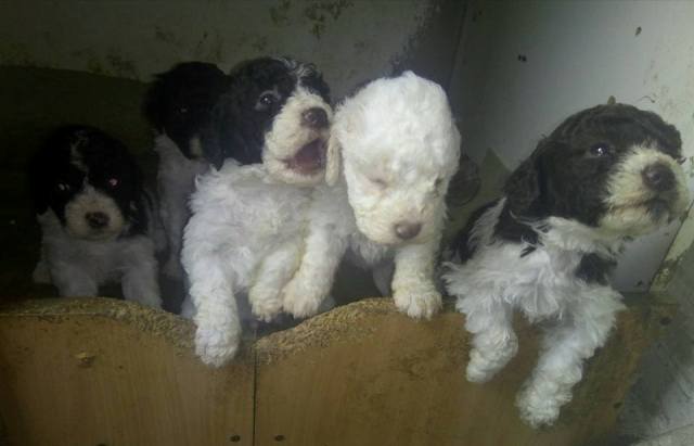 Lagotto Romagnolo, štenci