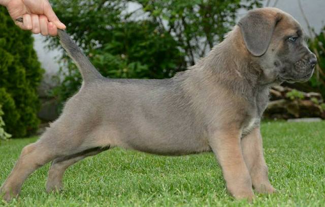 Cane Corso, sivi i formentino