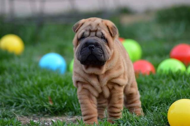 Shar Pei izvanredno leglo