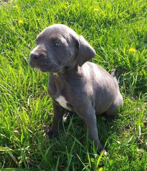 Cane Corso, siva ženkica