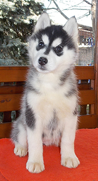 Sibirski Haski – Siberian Husky