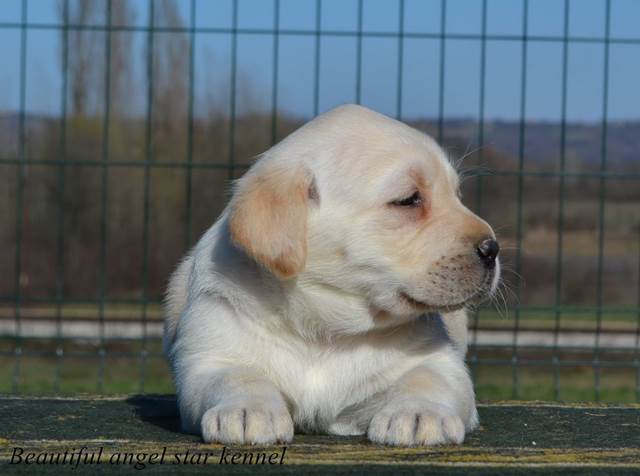 Stenci labrador retrivera