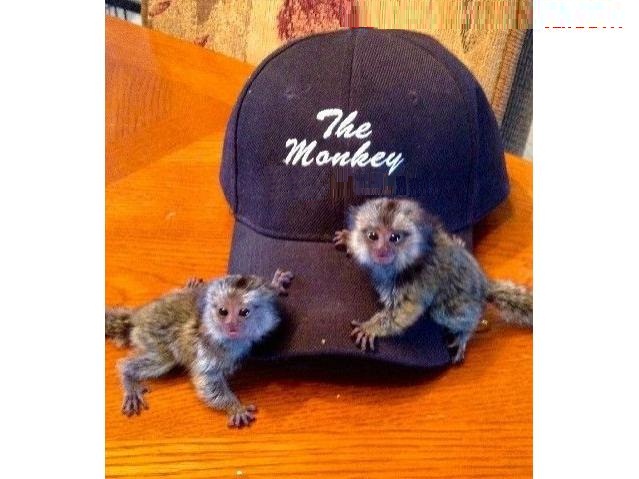 Dječji majmuni Marmoset za usvajanje.