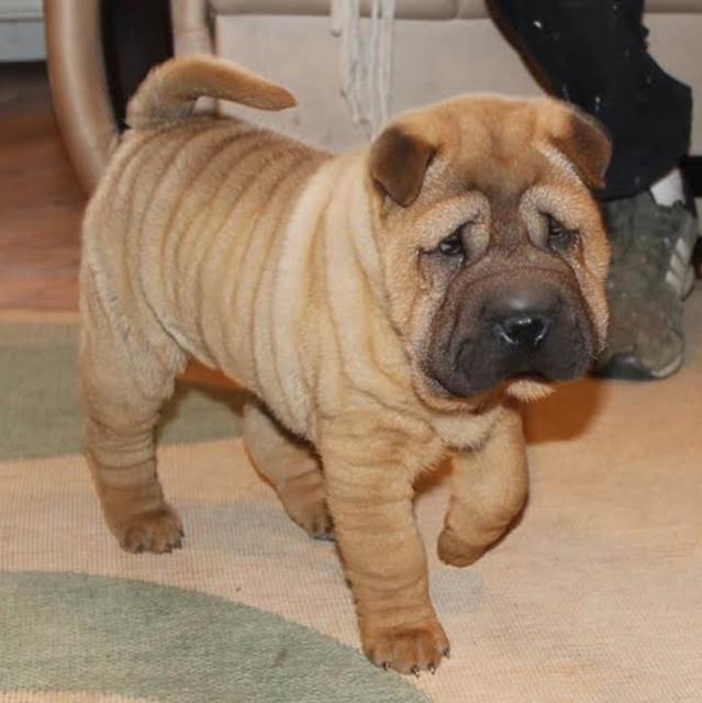 Shar Pei musko stene