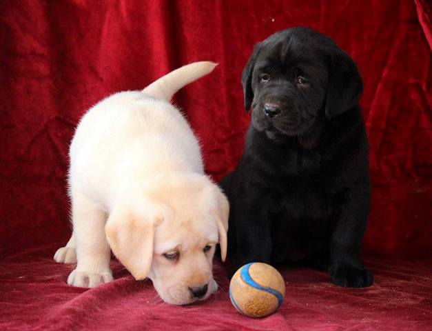 Labrador retriver, vrhunsko leglo