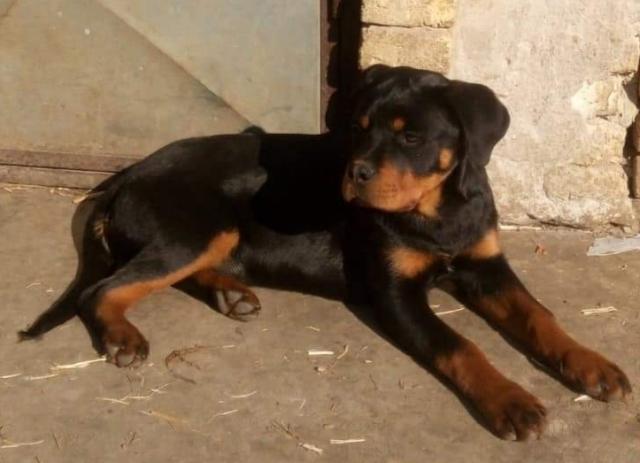 Rottweiler, muški štenci