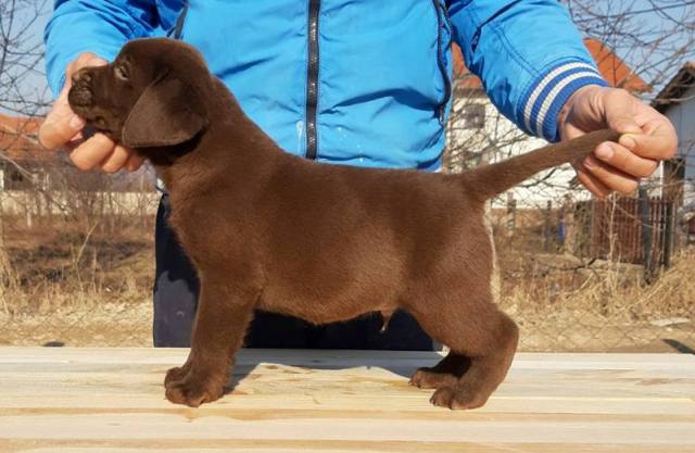 Labrador, čokoladni štenci
