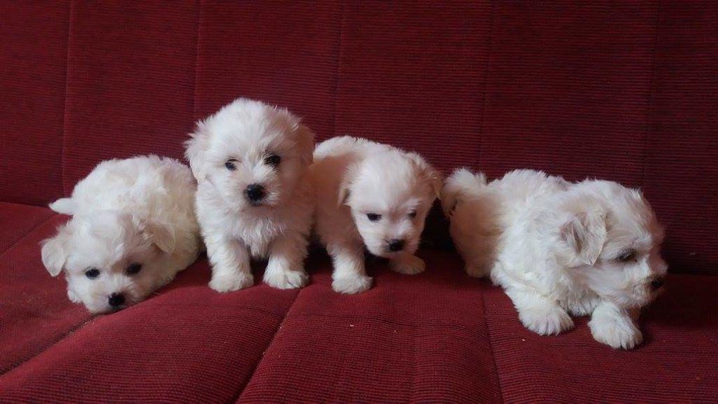 Coton de tulear štenci