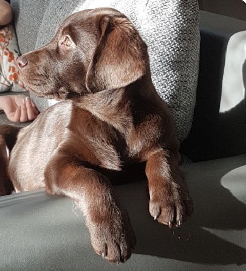 Labrador retriver štenci čokoladni i crni!