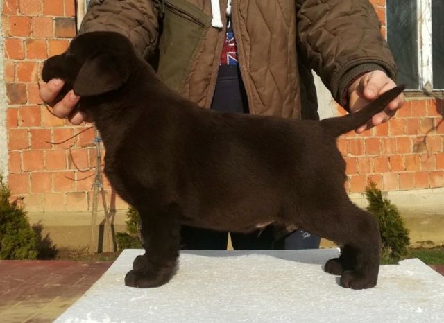 Labrador Retriver, cokoladni stenci