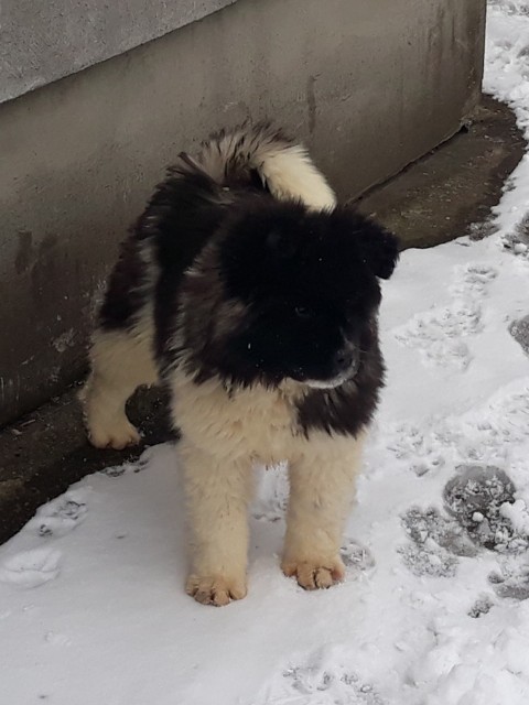 Američka Akita, dugodlako štene