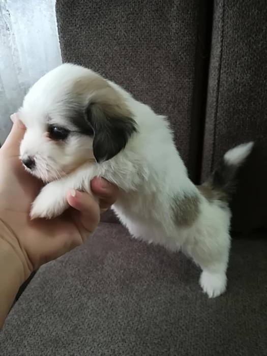 Coton de tulear