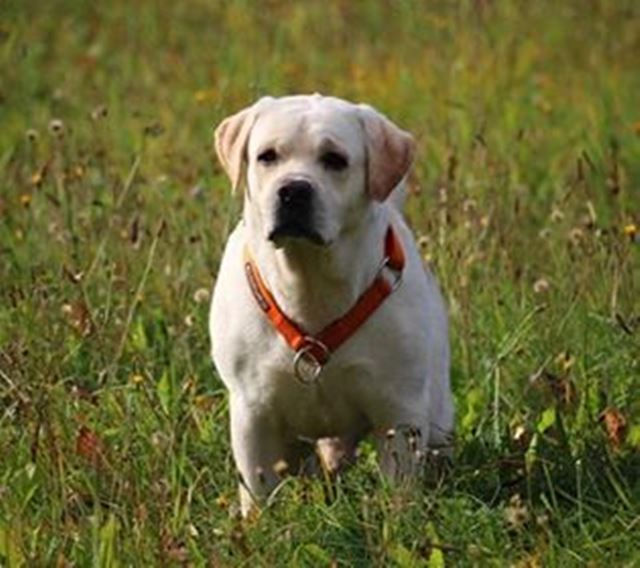 Štenci labrador retrivera