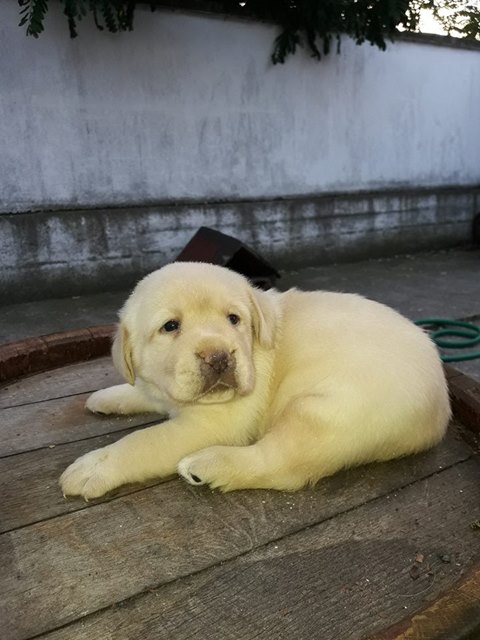 Labrador retriver, prelepi štenci