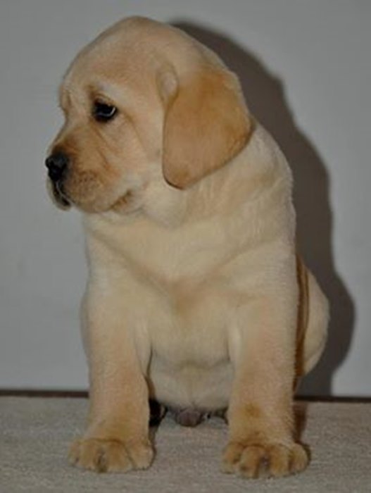 Labrador retriver, stenci