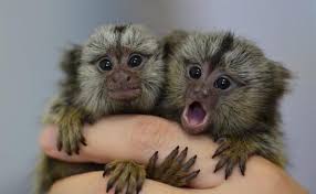 Dječji marmozet majmuni za usvajanje.