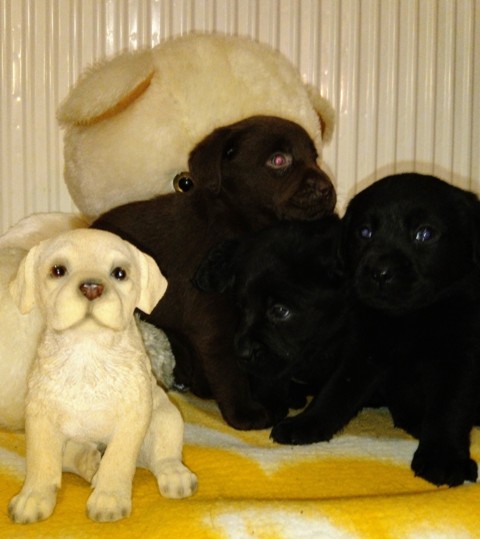 Labrador retriver, crni i čokoladni štenci