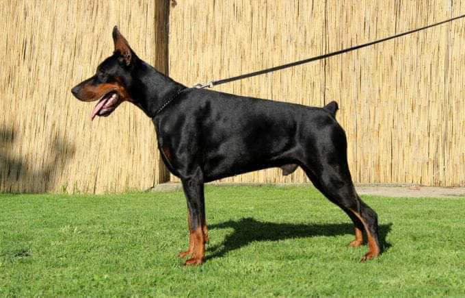 Doberman stenci