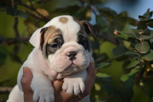 Prelepa ženkica – Engleski Buldog