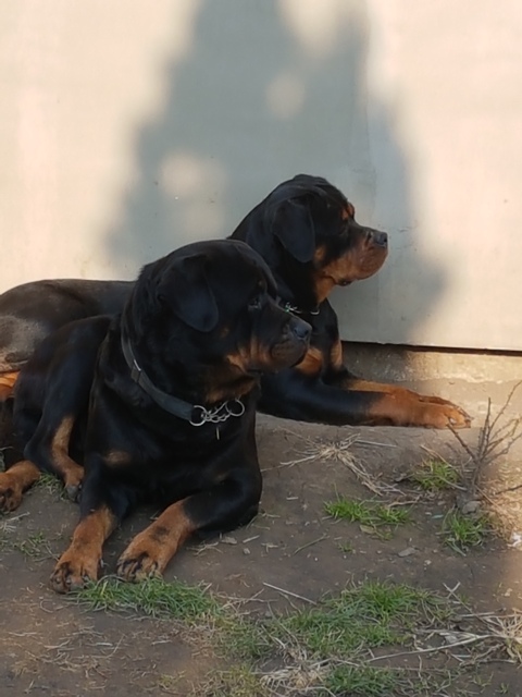 Rottweiler štenci