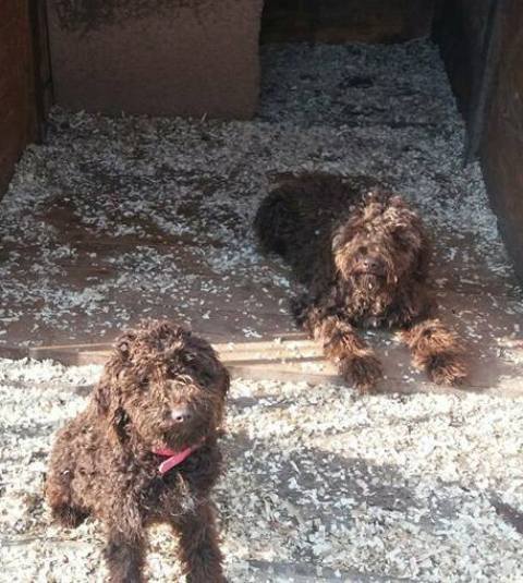 Lagotto Romagnolo, štenci