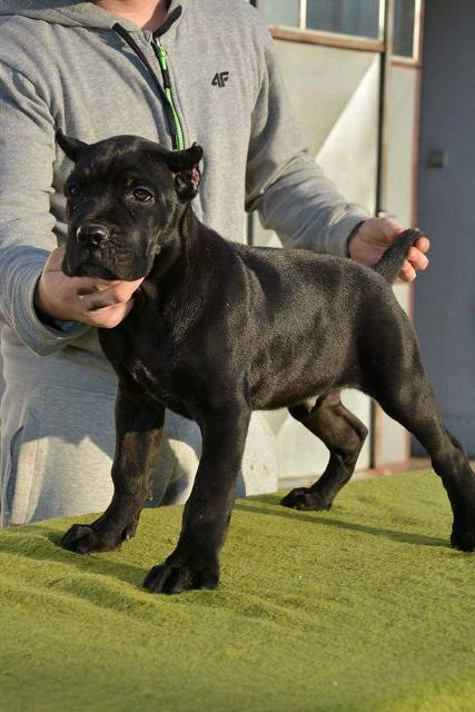 Cane Corso, mužjak i ženka