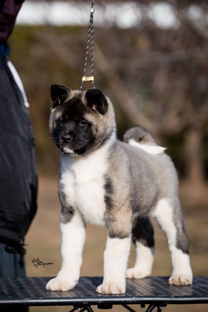 Americka akita