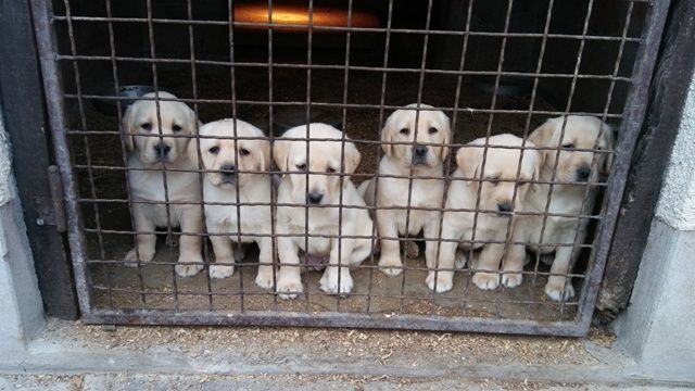 Labrador štenci