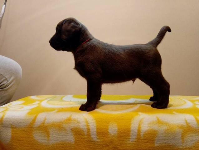 Labrador Retriver, štenci