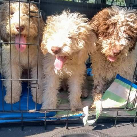 Lagotto Romagnolo i Labrador, stenci