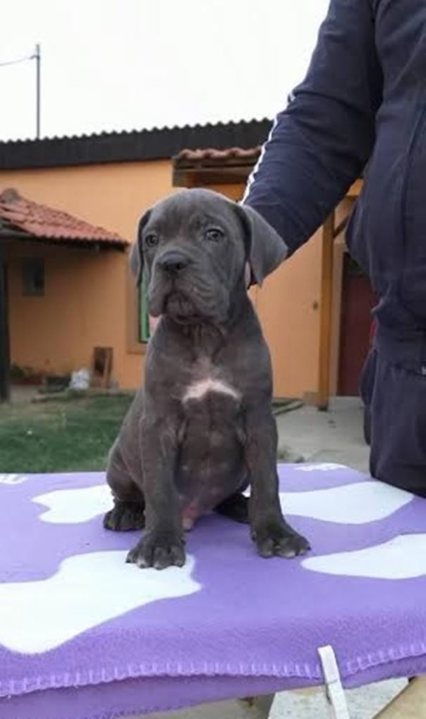 Cane Corso