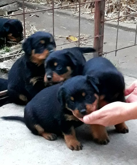 Rottweiler štenci