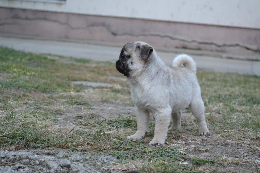 Mops žensko štene