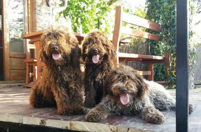 Lagotto Romagnolo, štenci