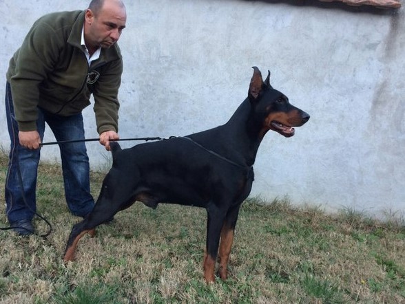 Doberman štene