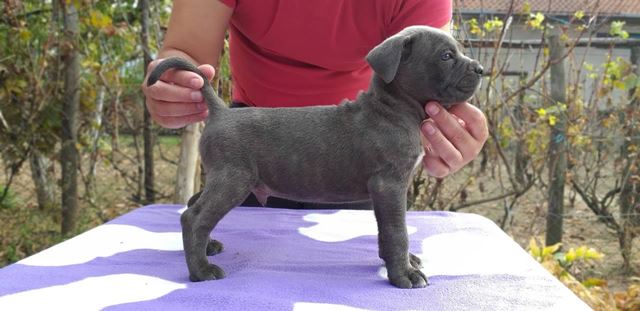 Muski stenci – Cane Corso