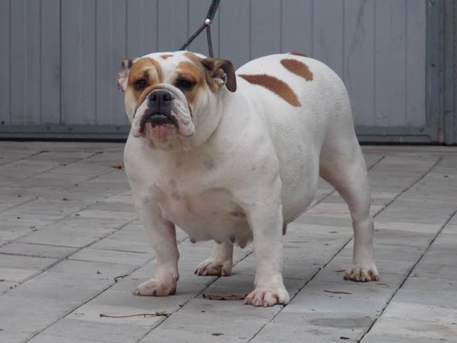 Engleski buldog, odrasla zenka