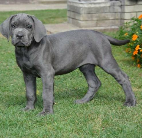 Sivi cane corso stenci