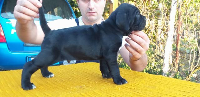 Cane corso mužjaci izložbenog potencijala