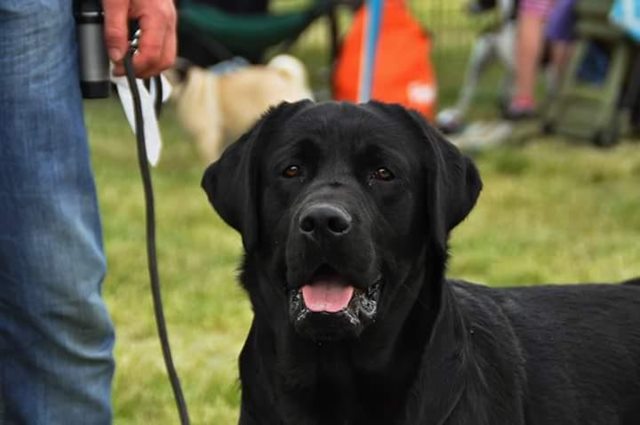 LABRADOR RETRIVER – Posejdon / Natnikari