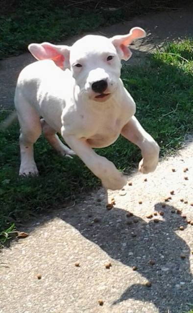 Dogo Argentino, štenci