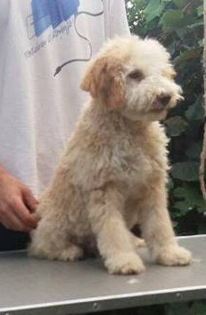 Lagotto Romagnolo, musko stene