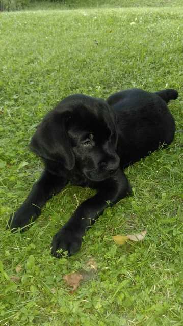 Labrador retriver, crno stene