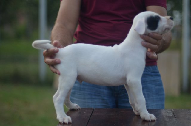 Dogo Argentino, štenci