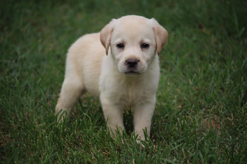 Labrador štenci vrhunskog porekla