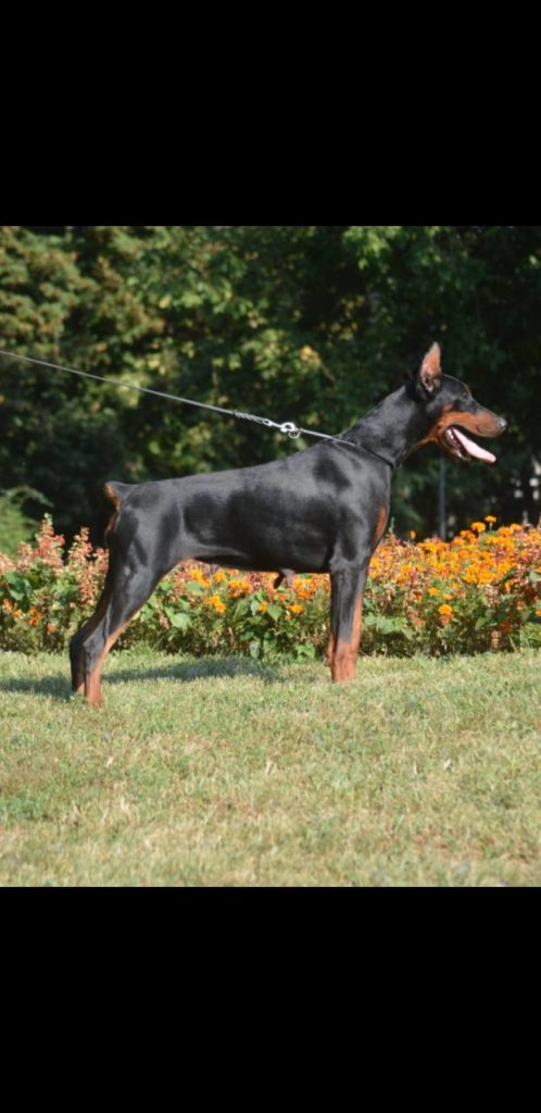 Doberman ženka na prodaju