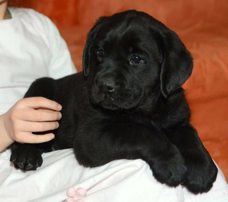 Labrador retriver