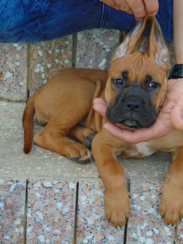 Cane Corso stenci na prodaju